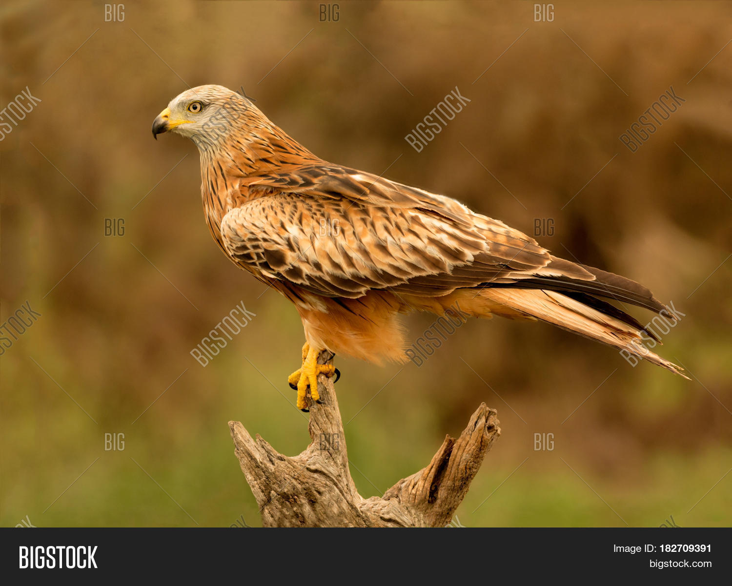 Adult Kite On Natural Image & Photo (Free Trial) | Bigstock