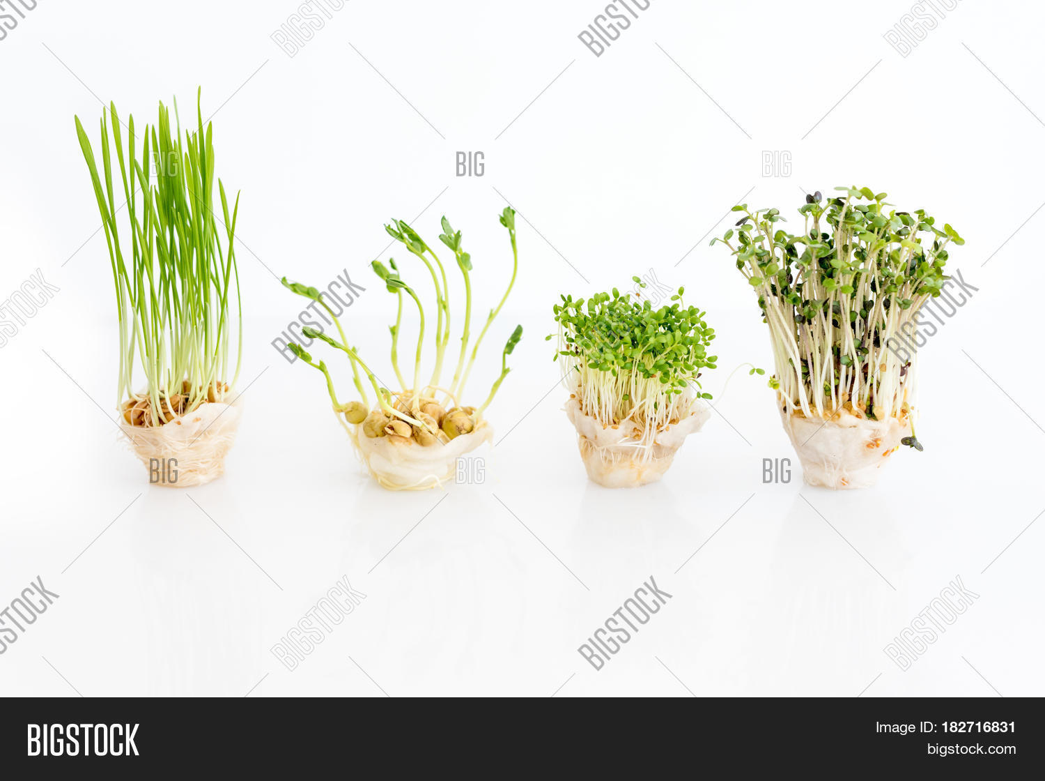 Growing Microgreens On Image & Photo (Free Trial) | Bigstock