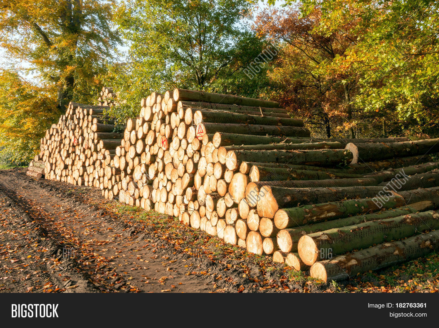 Forest Chopped Tree Image & Photo (Free Trial) | Bigstock