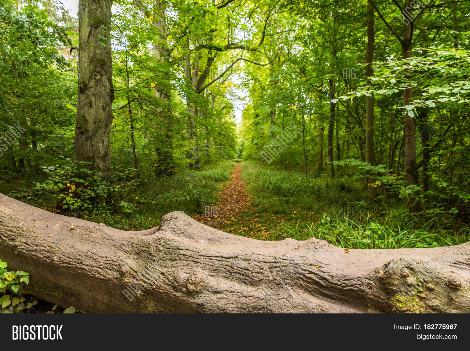 Fallen Tree On Image & Photo (Free Trial) | Bigstock