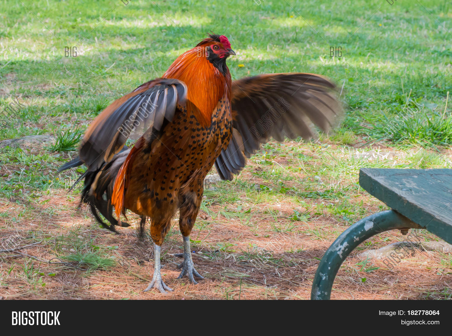 Pretty Red Rooster Image & Photo (Free Trial) | Bigstock