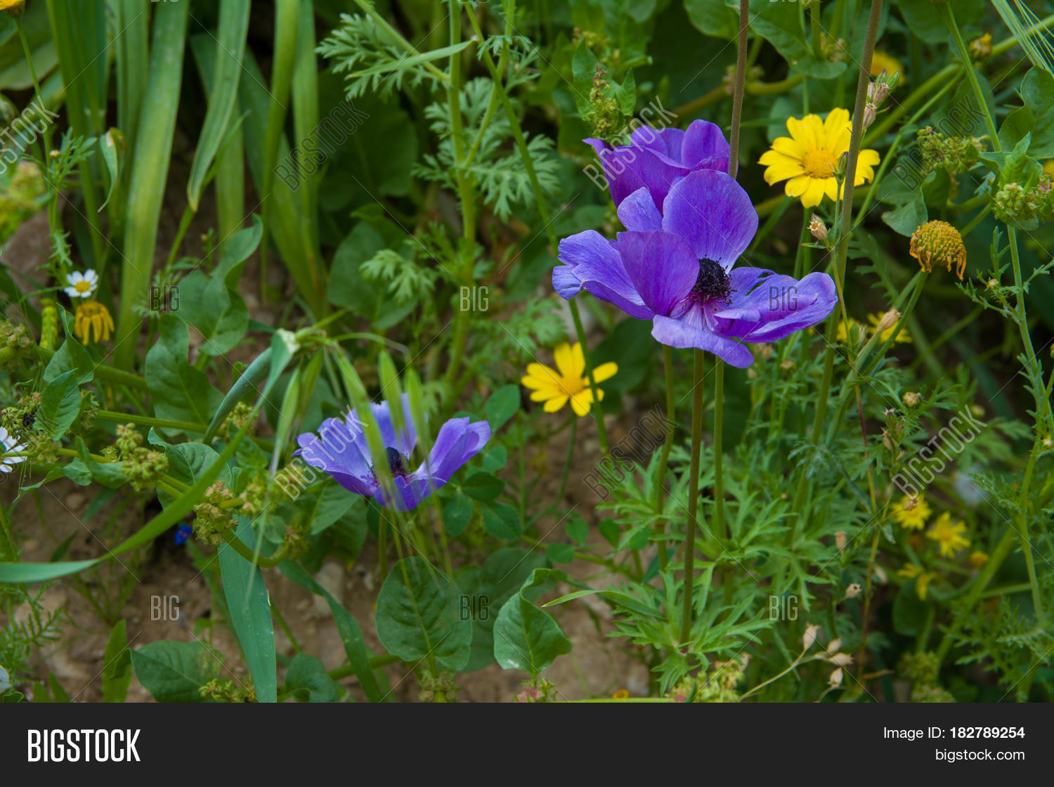 Wild Forest Flowers Image & Photo (Free Trial) | Bigstock
