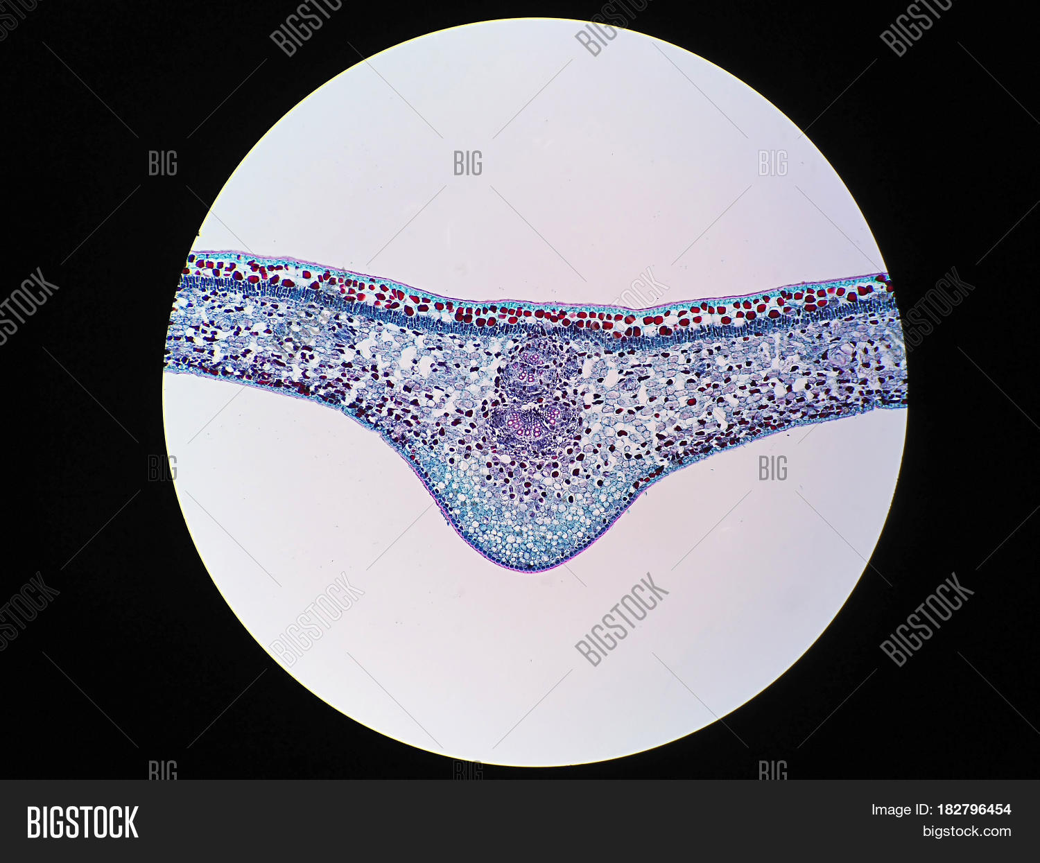 Cross Sections Plant Image & Photo (Free Trial) | Bigstock