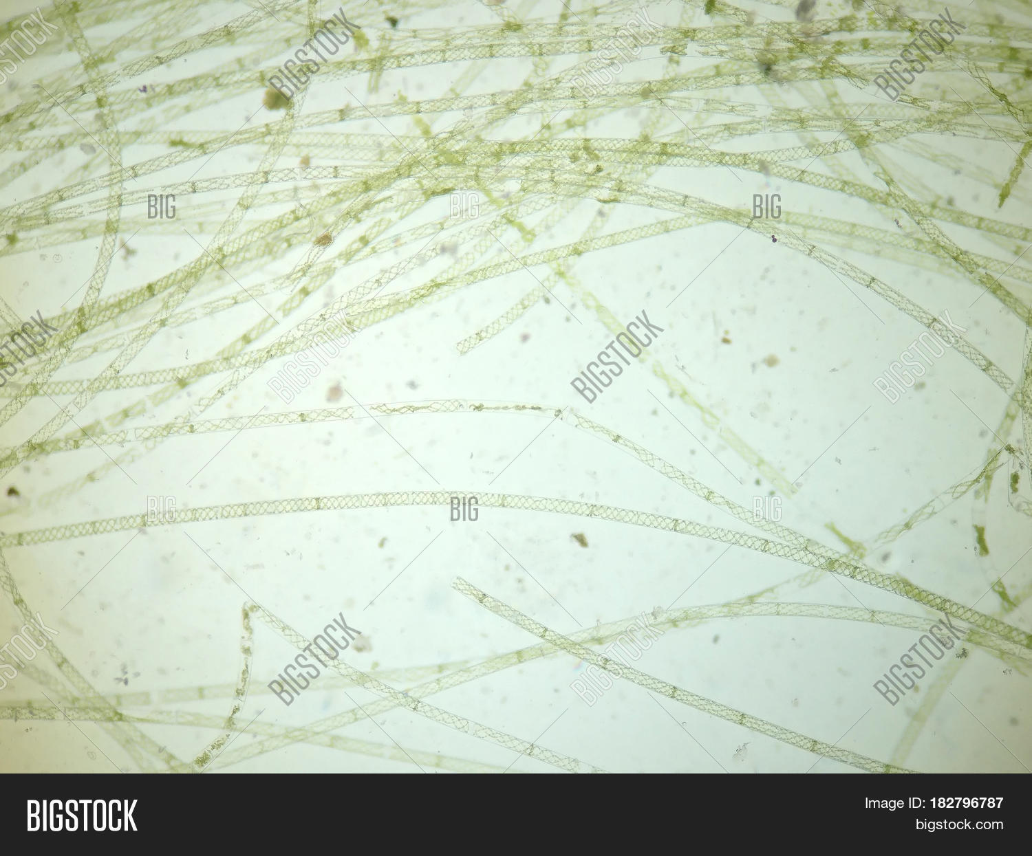 Filamentous Algae Image & Photo (Free Trial) | Bigstock