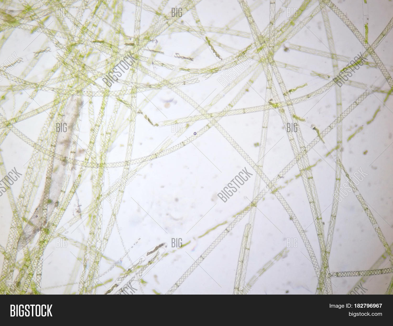Filamentous Algae Image & Photo (Free Trial) | Bigstock