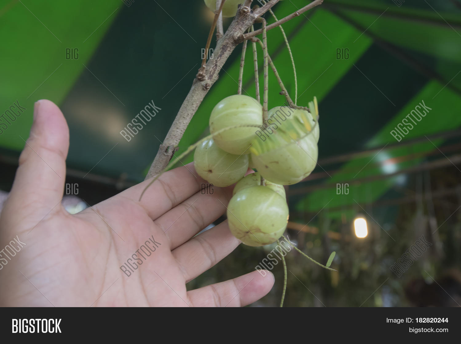 Emblic Myrabolan Image & Photo (Free Trial) | Bigstock