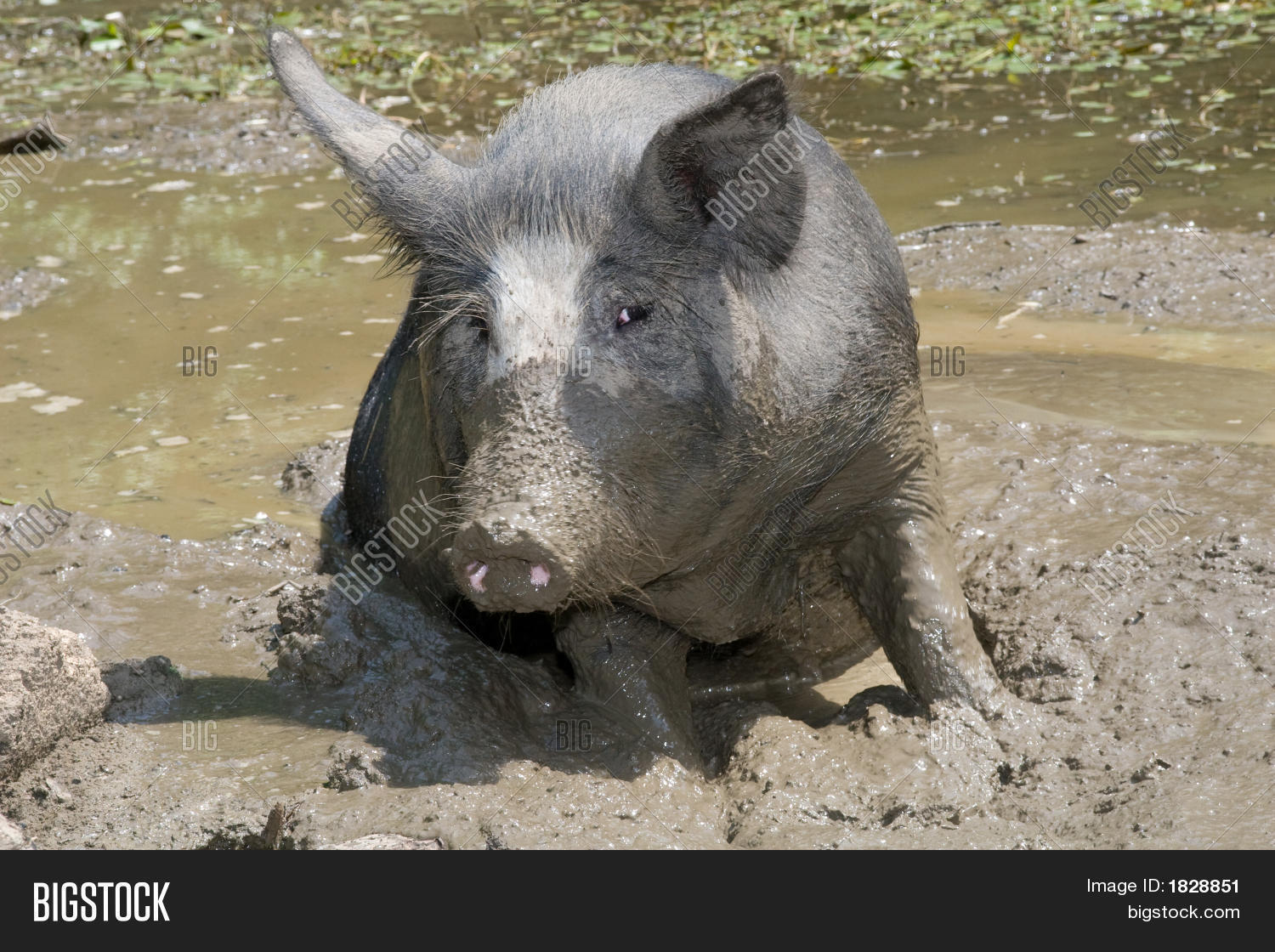 Dirty Pig Image & Photo (Free Trial) | Bigstock