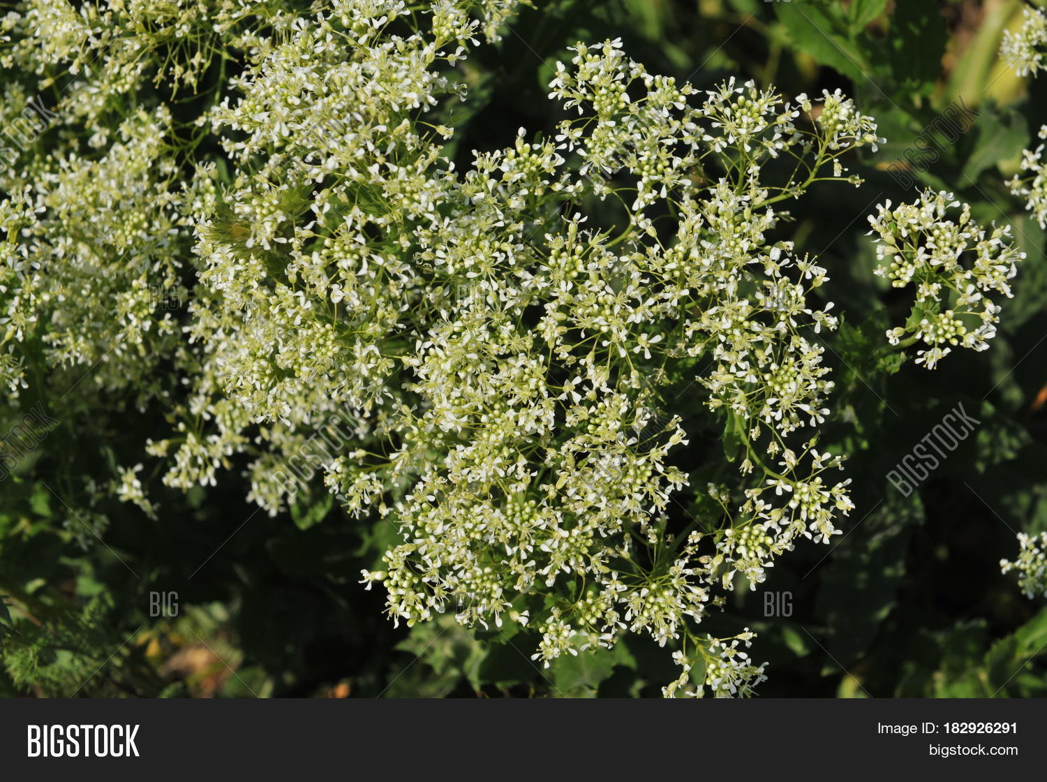 Elderberry Flowers Image & Photo (Free Trial) | Bigstock