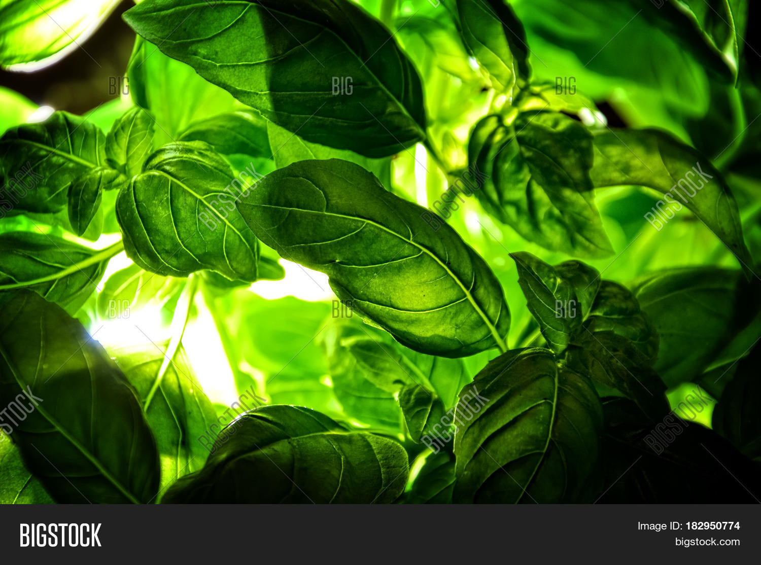 Fresh Basil Low Key Image & Photo (Free Trial) | Bigstock