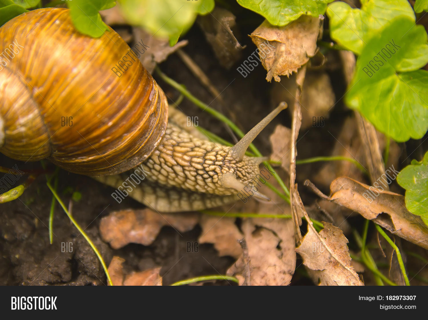 Snail Shell Horns Image & Photo (Free Trial) | Bigstock