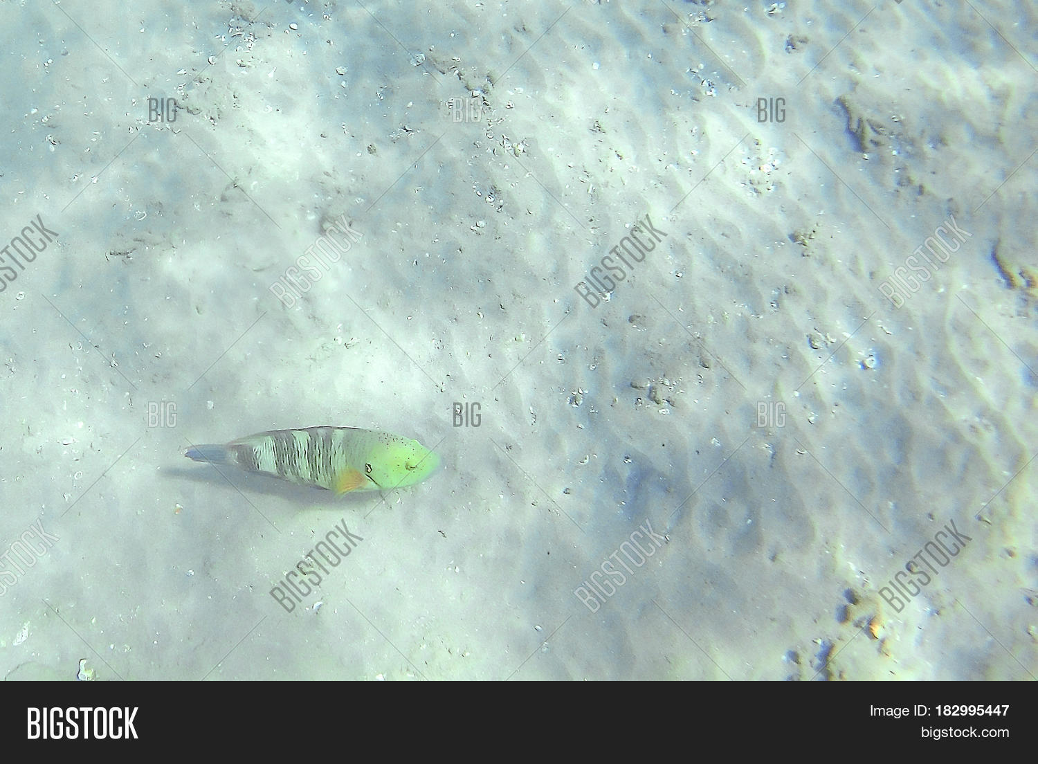 Guban Fish Species Image & Photo (Free Trial) | Bigstock