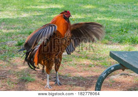 Pretty Red 이미지 및 사진(무료 체험) | Bigstock