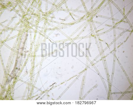 Filamentous Algae Image & Photo (Free Trial) | Bigstock