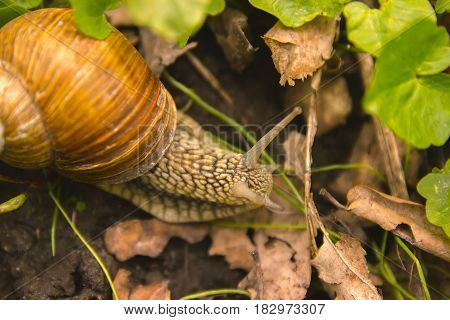 Snail Shell Horns Image & Photo (Free Trial) | Bigstock