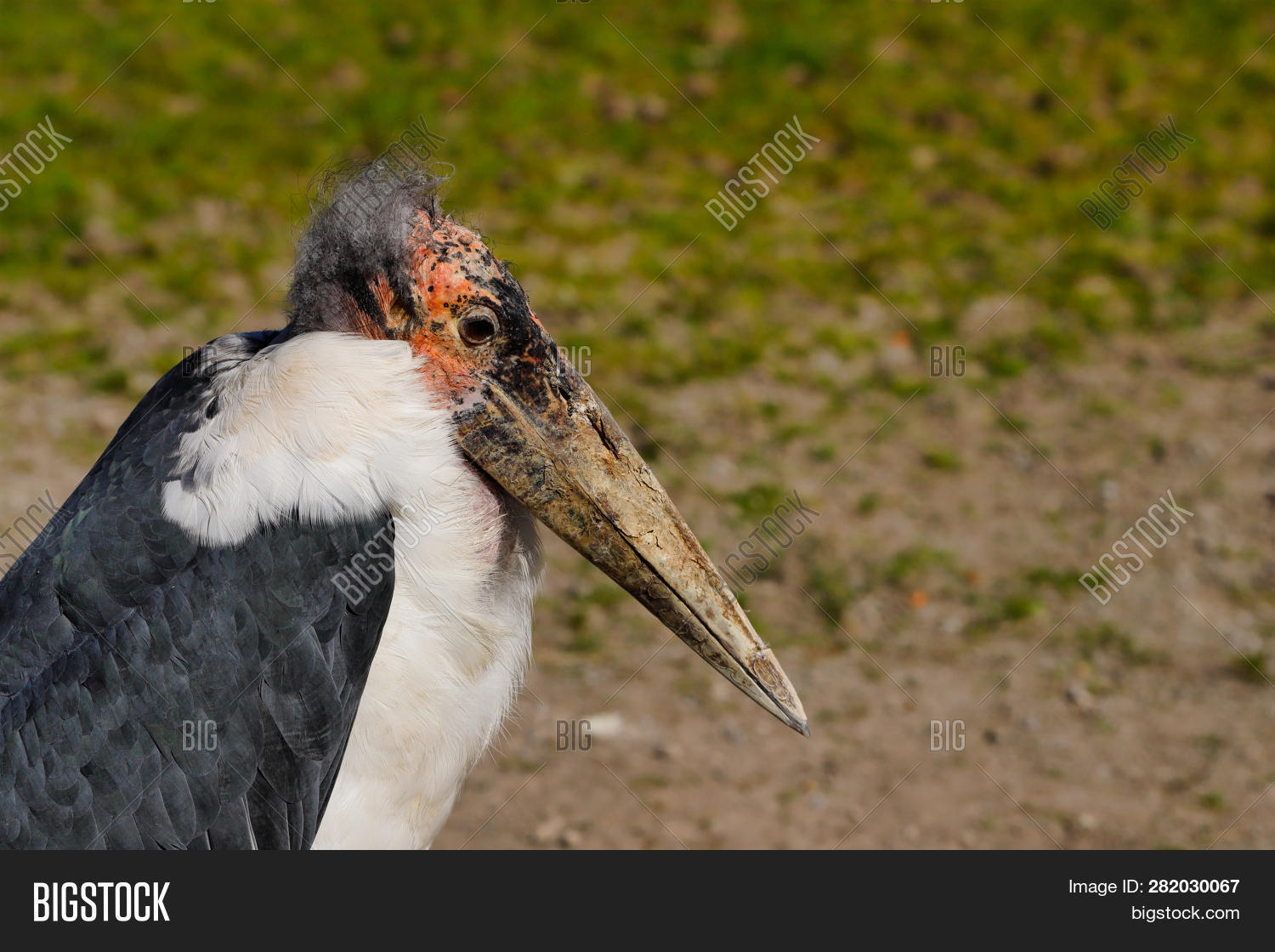 Portrait Large Wading Image & Photo (Free Trial) | Bigstock
