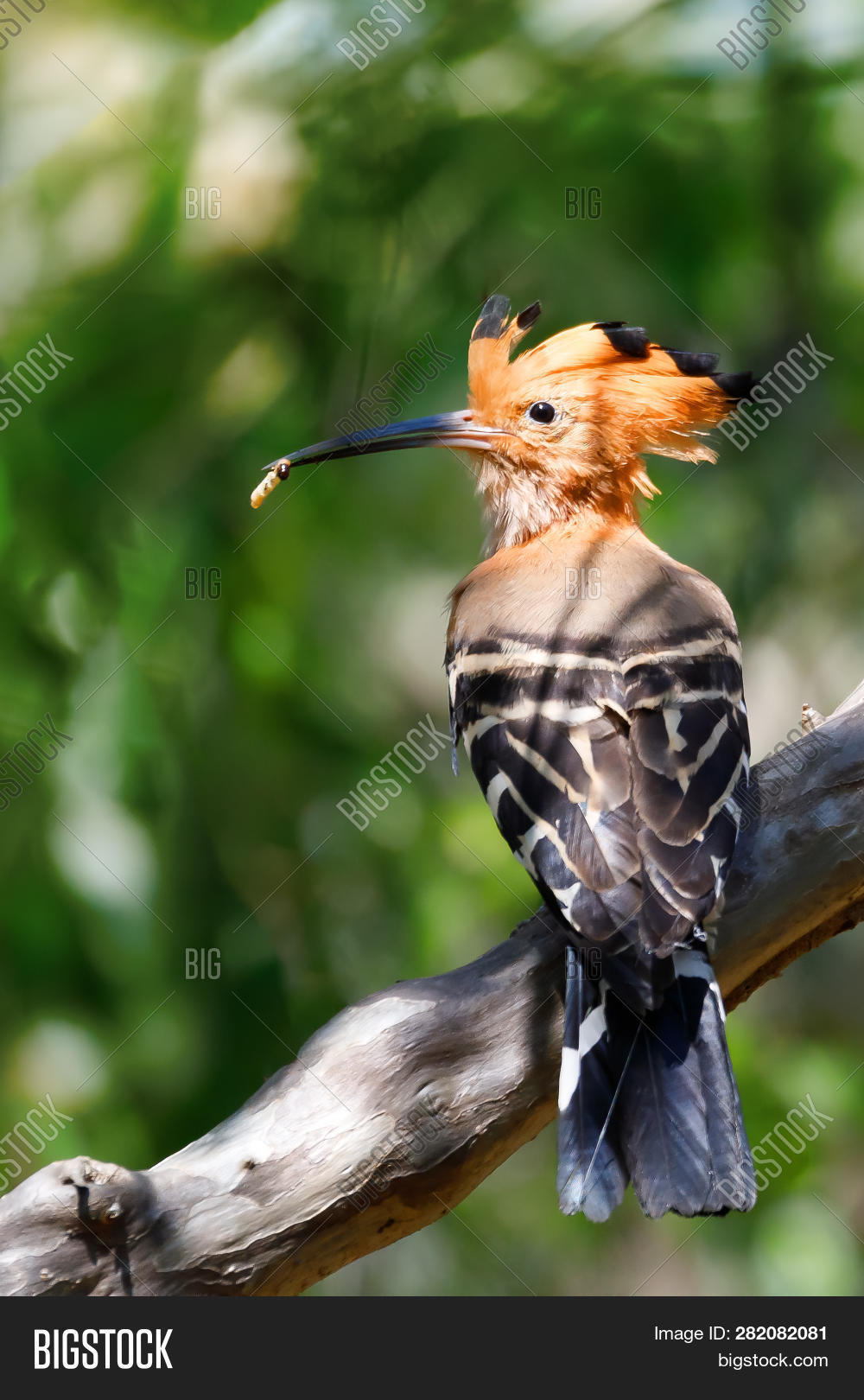 Beautiful Endemic Bird Image & Photo (Free Trial) | Bigstock