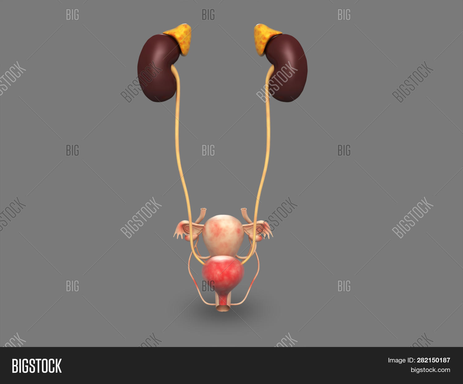 3d Rendered Female Image & Photo (Free Trial) | Bigstock
