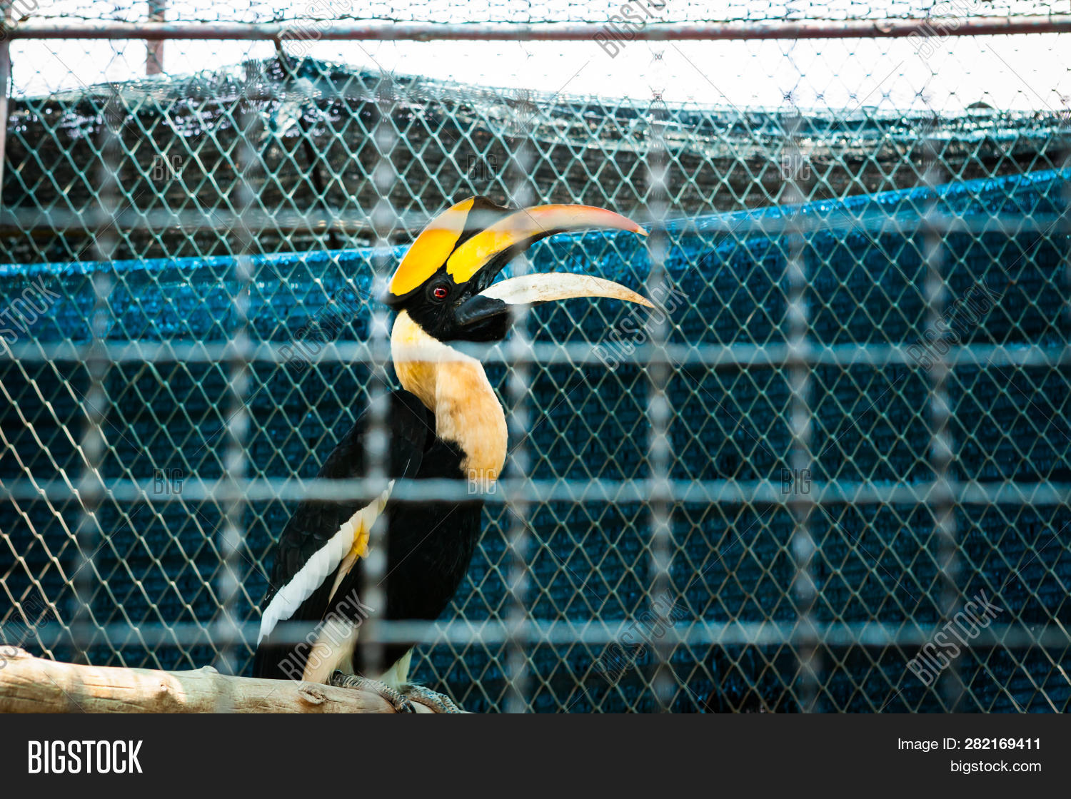 Hornbill Cages Zoo Image & Photo (Free Trial) | Bigstock