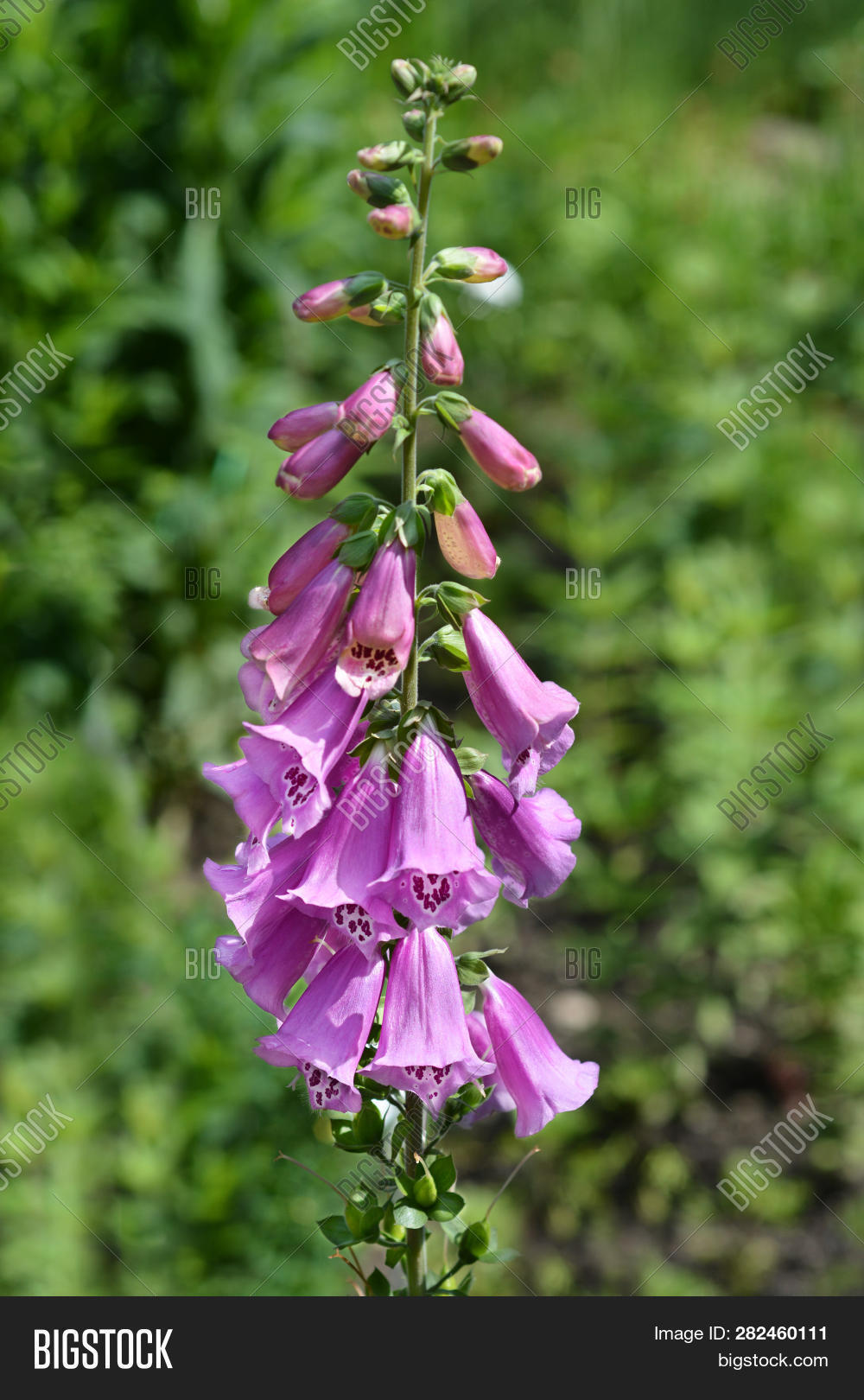 Foxglove Excelsior Image & Photo (Free Trial) | Bigstock