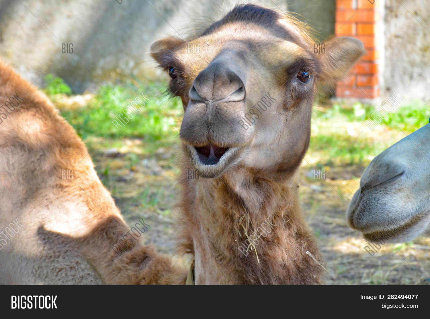 Surprised Camel Image & Photo (Free Trial) | Bigstock