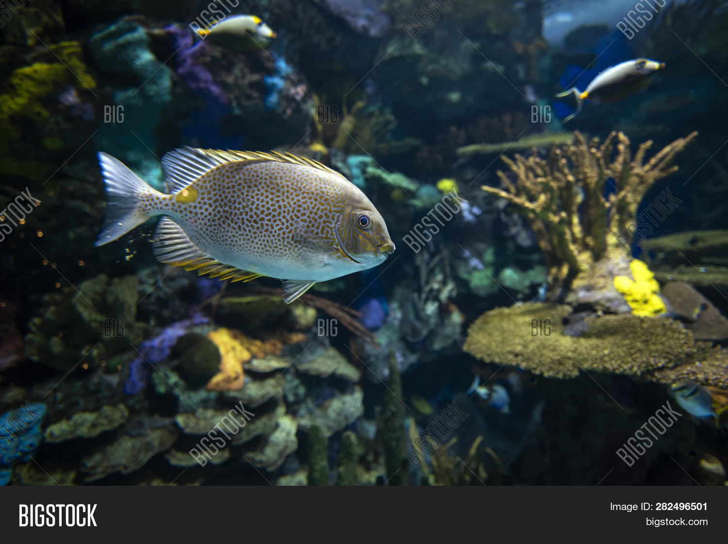 Yellow Spot Rabbitfish Image & Photo (Free Trial) | Bigstock