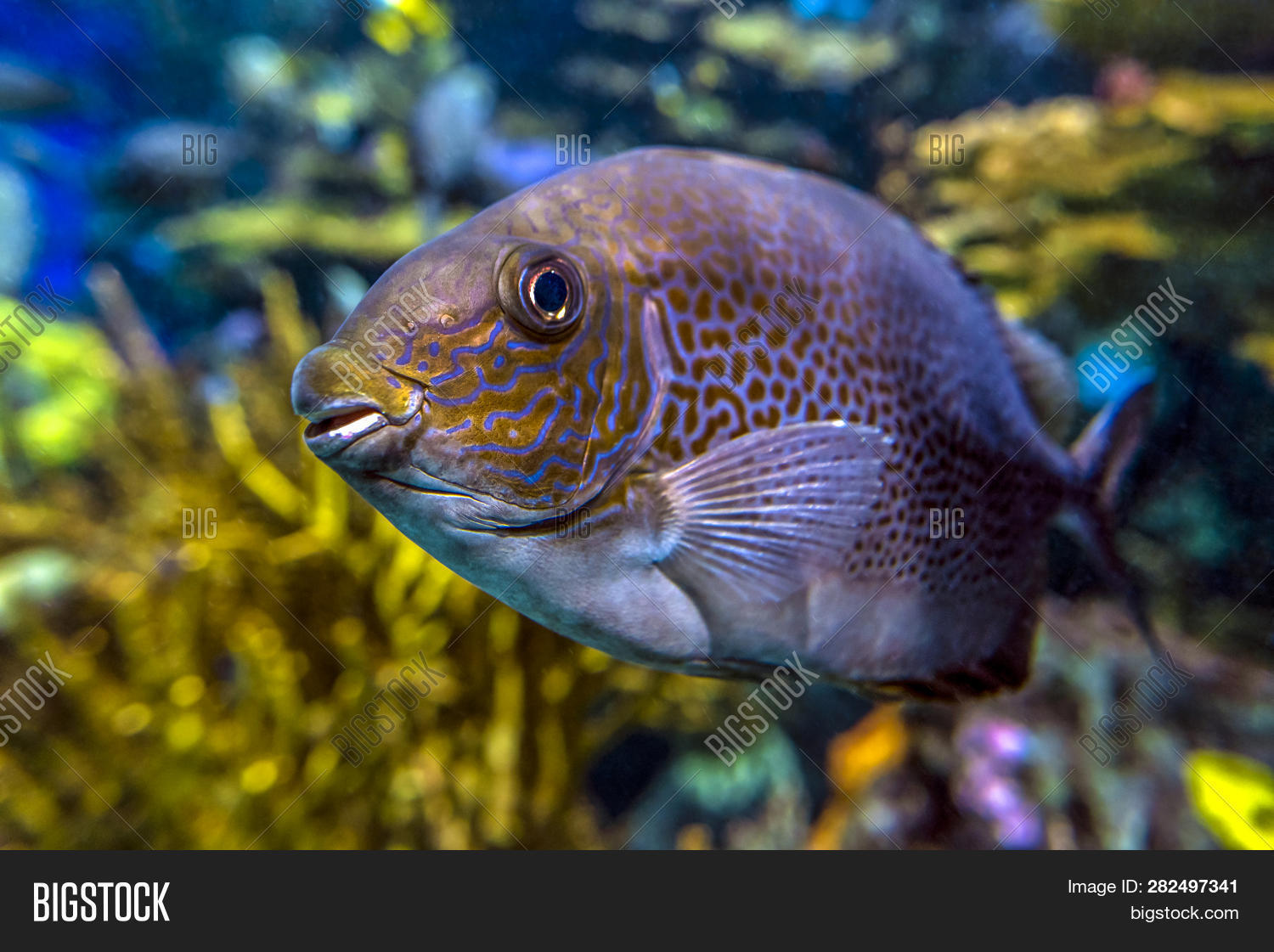 Yellow Spot Rabbitfish Image & Photo (Free Trial) | Bigstock