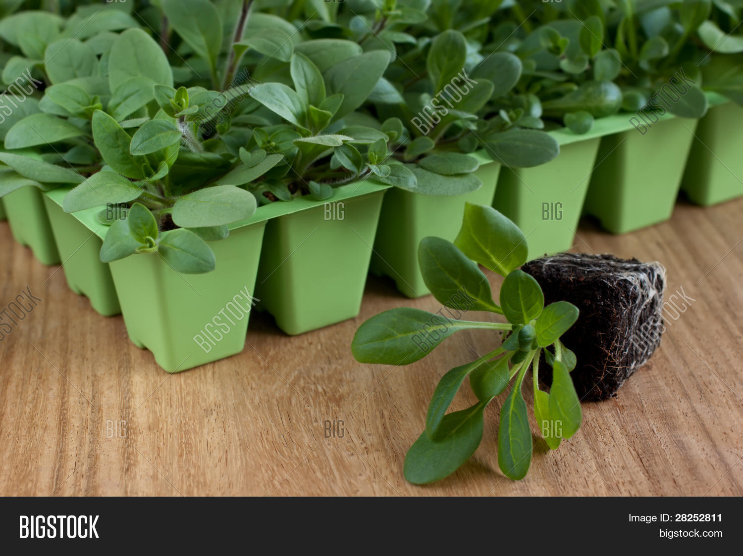 Petunia Seedlings Cell Image & Photo (Free Trial) | Bigstock
