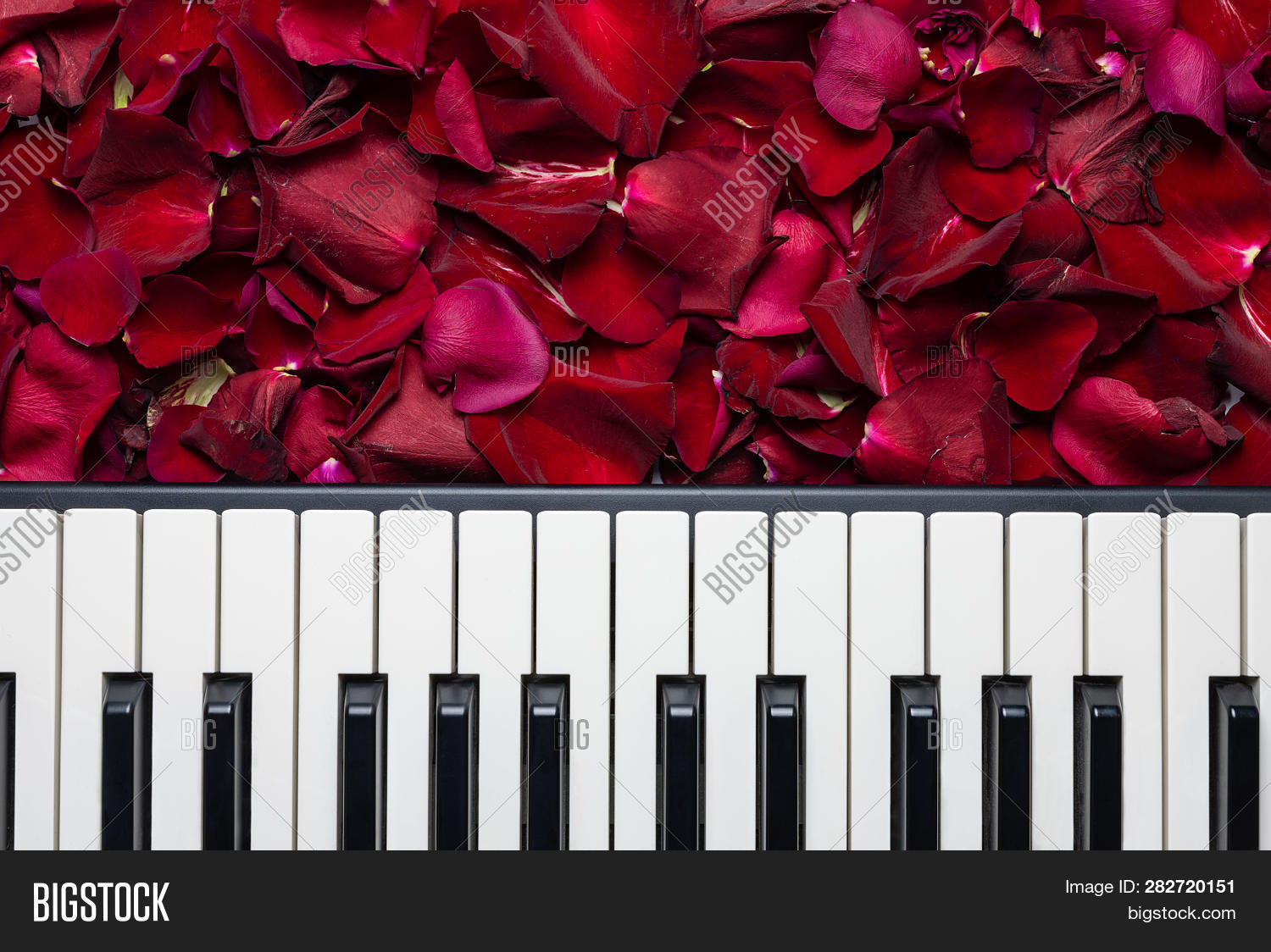 Piano Keys Red Rose Image & Photo (Free Trial) | Bigstock