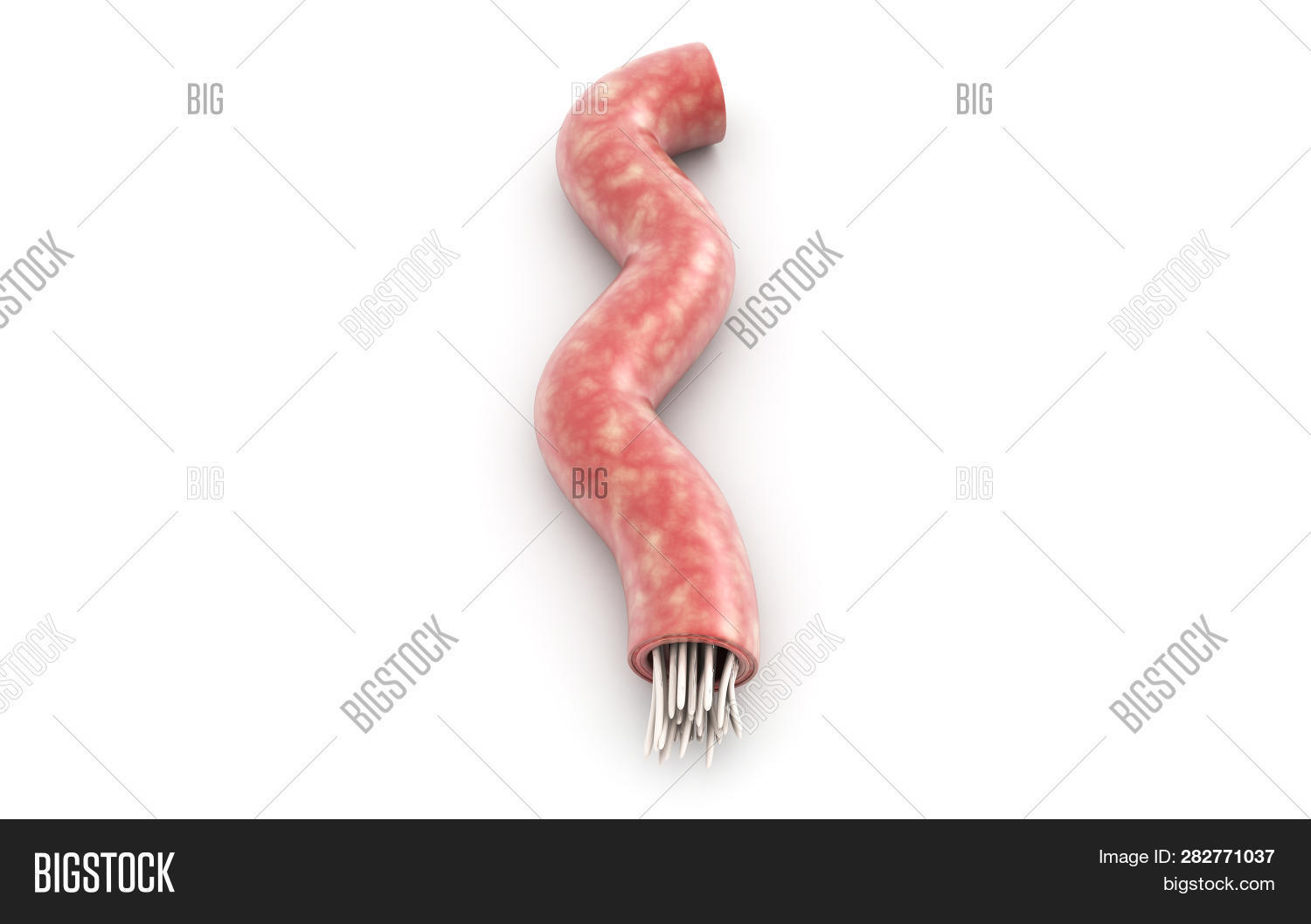 3d Rendered Tapeworm Image & Photo (Free Trial) | Bigstock