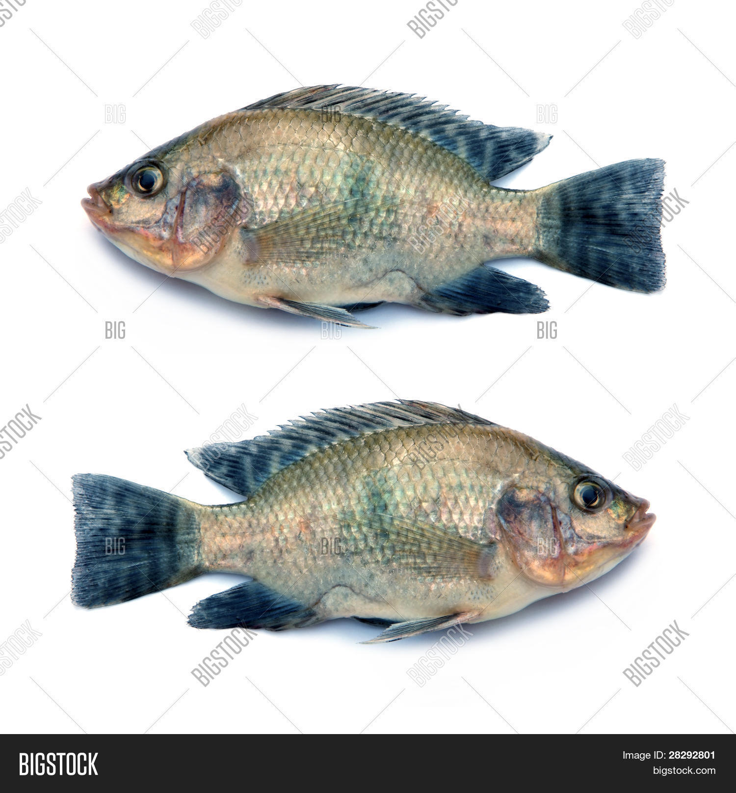 Nile Tilapia Fish On Image & Photo (Free Trial) | Bigstock