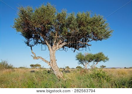 African Shepherds Tree Image & Photo (Free Trial) | Bigstock