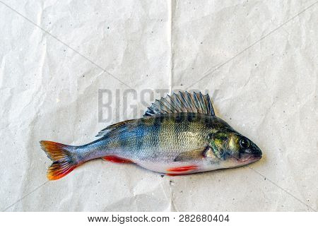 Caught Perch (perca) Image & Photo (Free Trial) | Bigstock