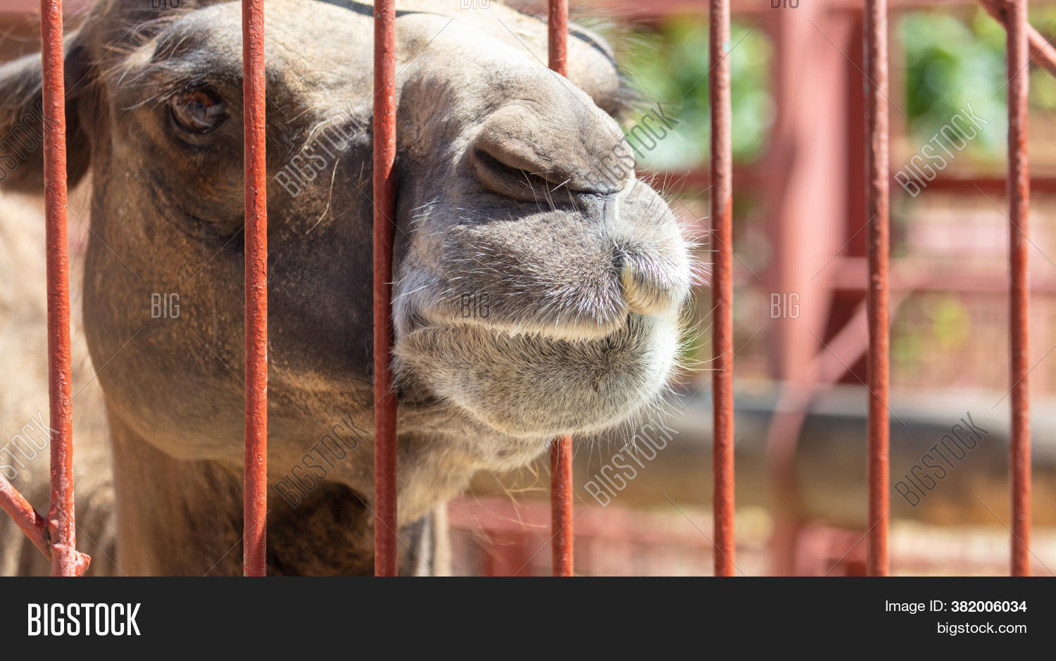 Camel Behind Bars Zoo Image & Photo (Free Trial) | Bigstock