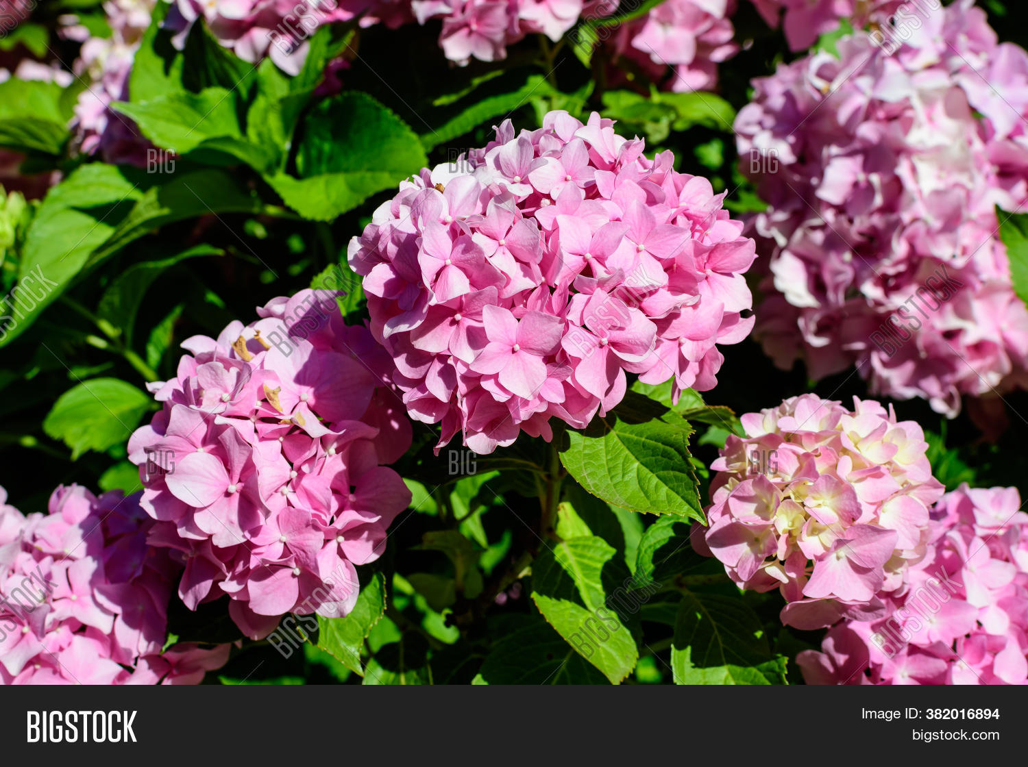 Magenta Pink Hydrangea Image & Photo (Free Trial) | Bigstock
