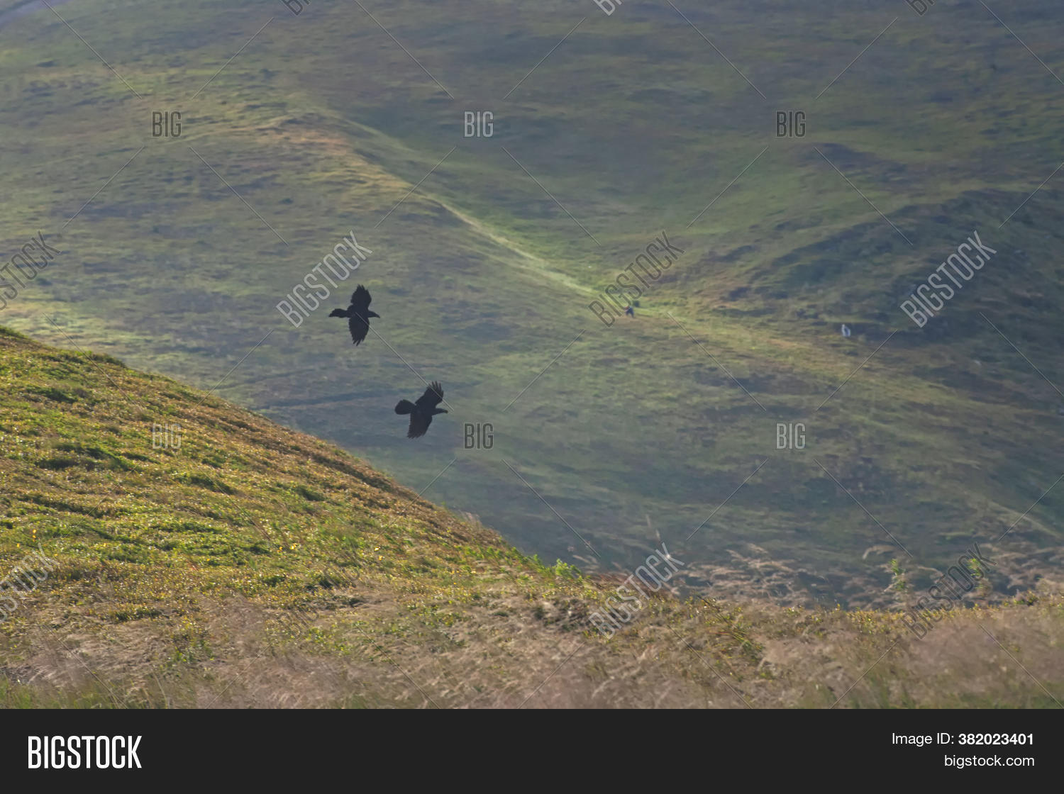 Crows Fly Over Image & Photo (Free Trial) | Bigstock