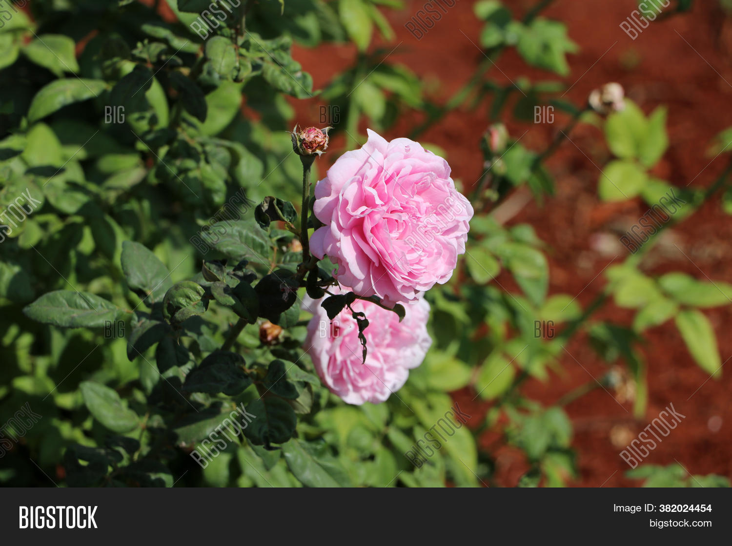 Miranda Rose Pink Image & Photo (Free Trial) | Bigstock