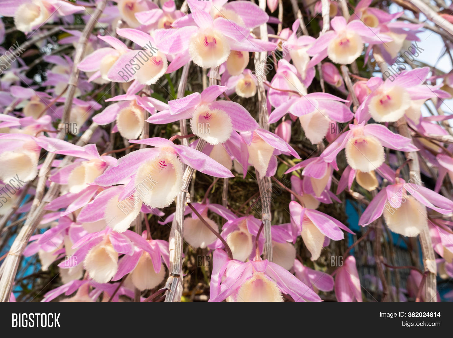 Pink Dendrobium Image & Photo (Free Trial) | Bigstock