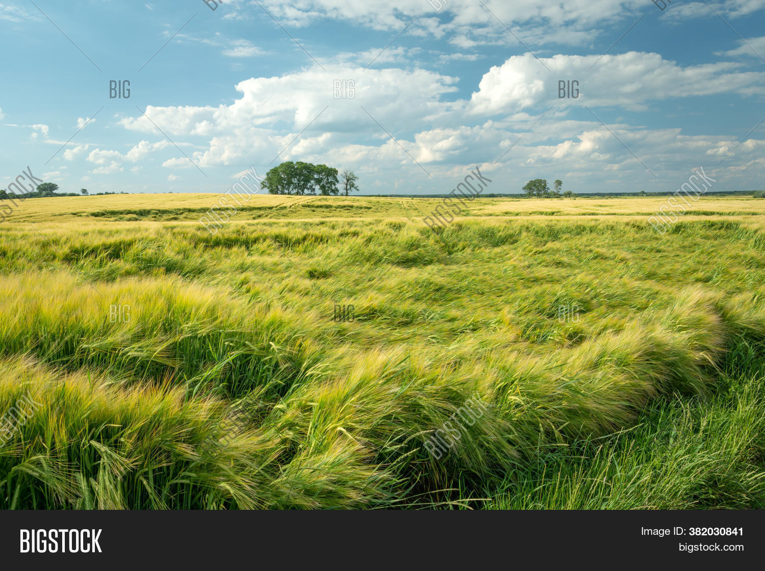 Destroyed Grain Field Image & Photo (Free Trial) | Bigstock