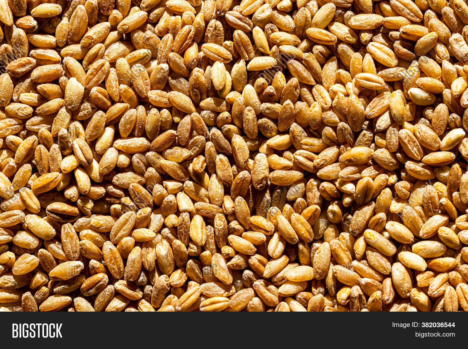 Brown Wheat Grains Image & Photo (Free Trial) | Bigstock