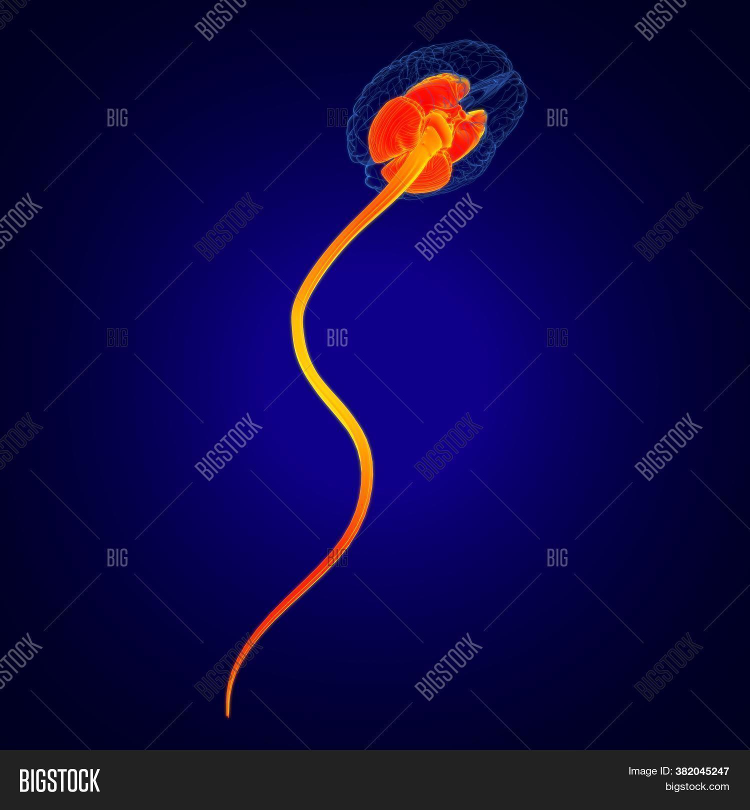 Human Brain Inner Image & Photo (Free Trial) | Bigstock