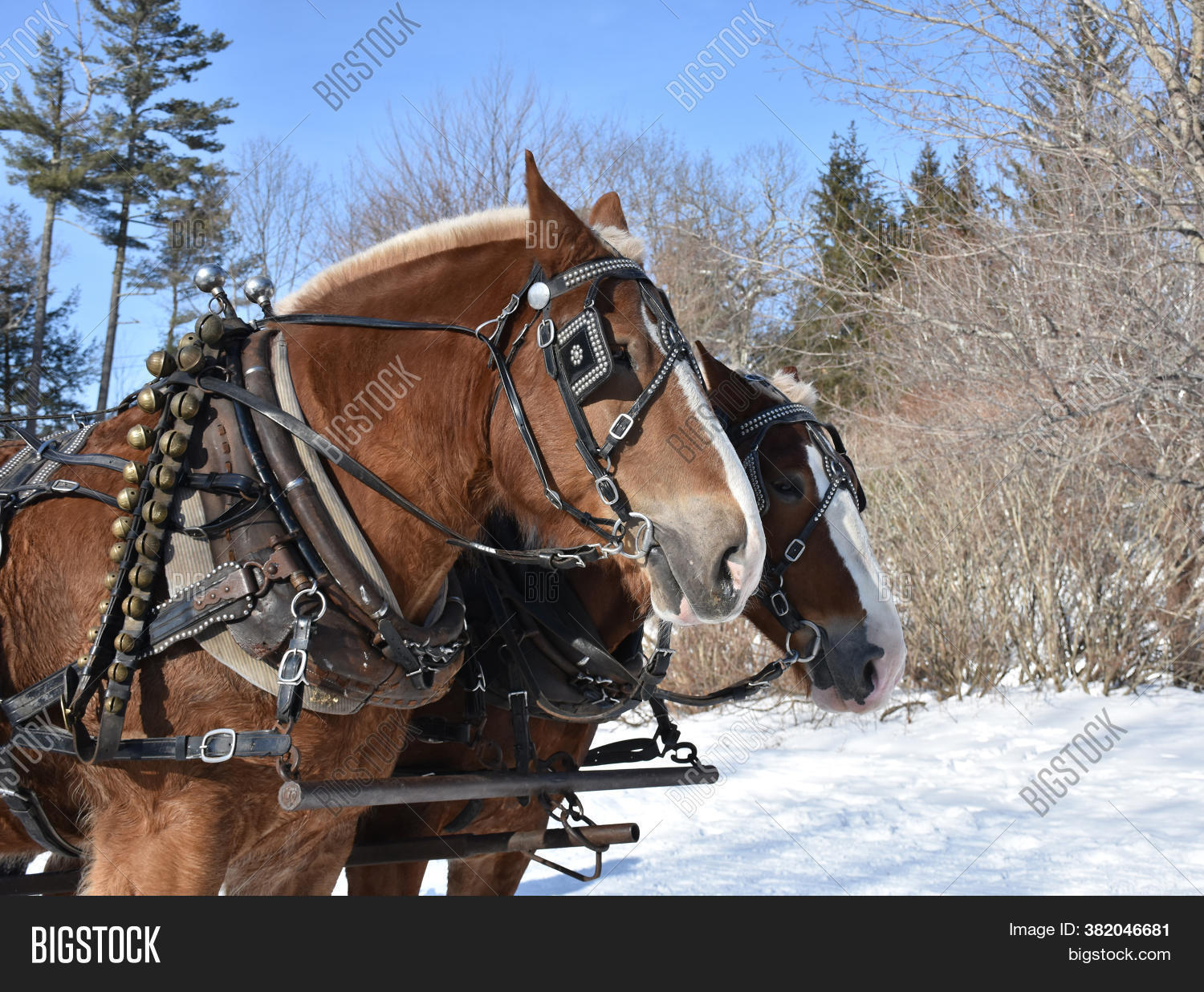 Pair Tacked Harnessed Image & Photo (Free Trial) | Bigstock