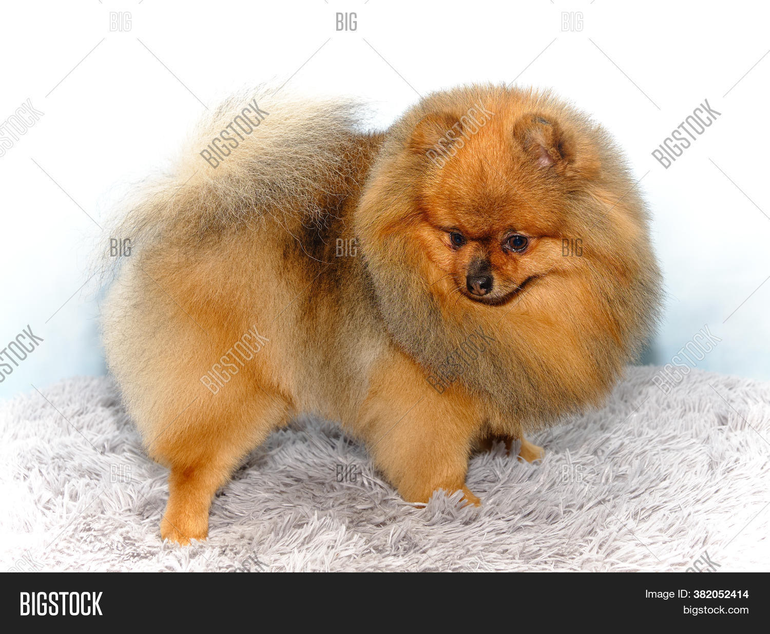Pomeranian Shows Image & Photo (Free Trial) | Bigstock