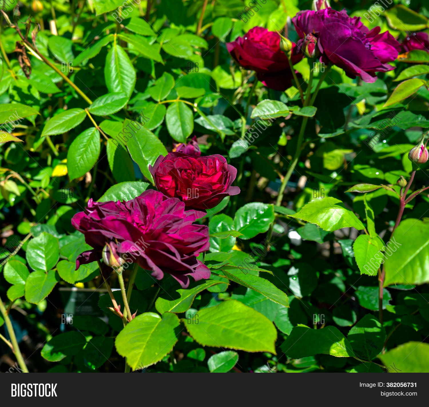 Rose Bush Plants Image & Photo (Free Trial) | Bigstock