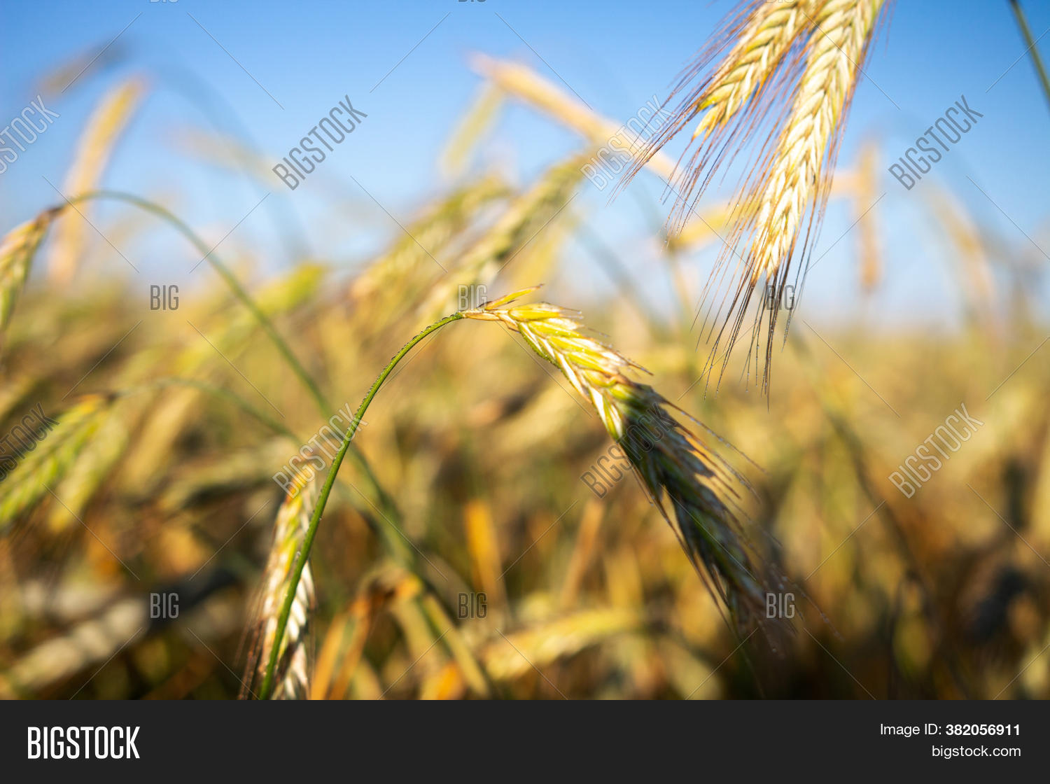 Wheat Spikelet Close- Image & Photo (Free Trial) | Bigstock