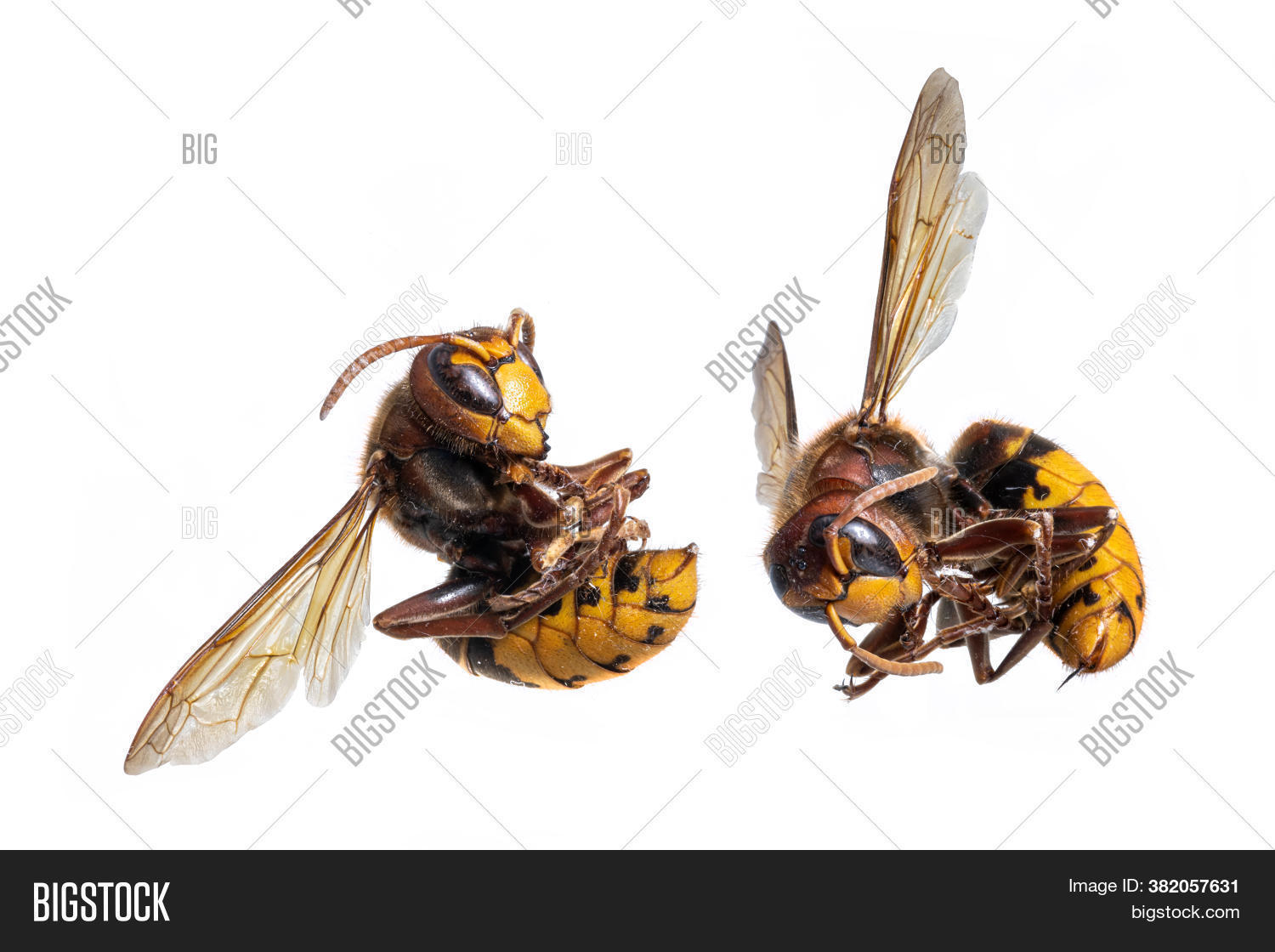 Dead Hornets Lie Image & Photo (Free Trial) | Bigstock