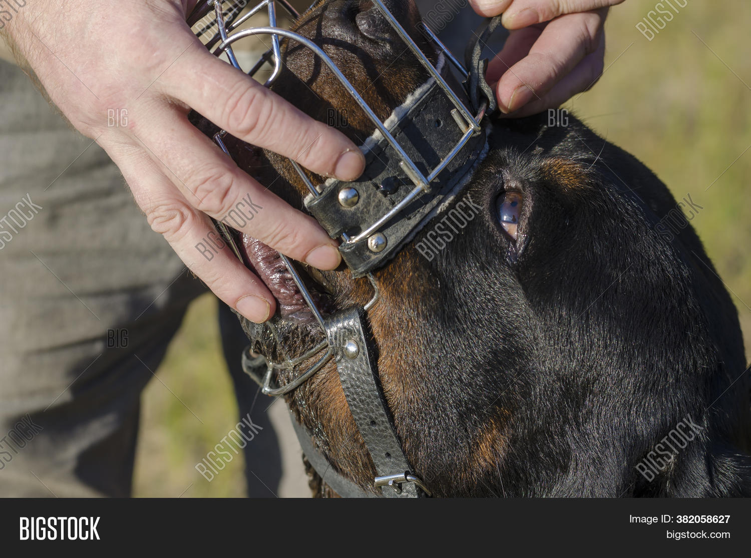 Adult Man Puts Muzzle Image & Photo (Free Trial) | Bigstock