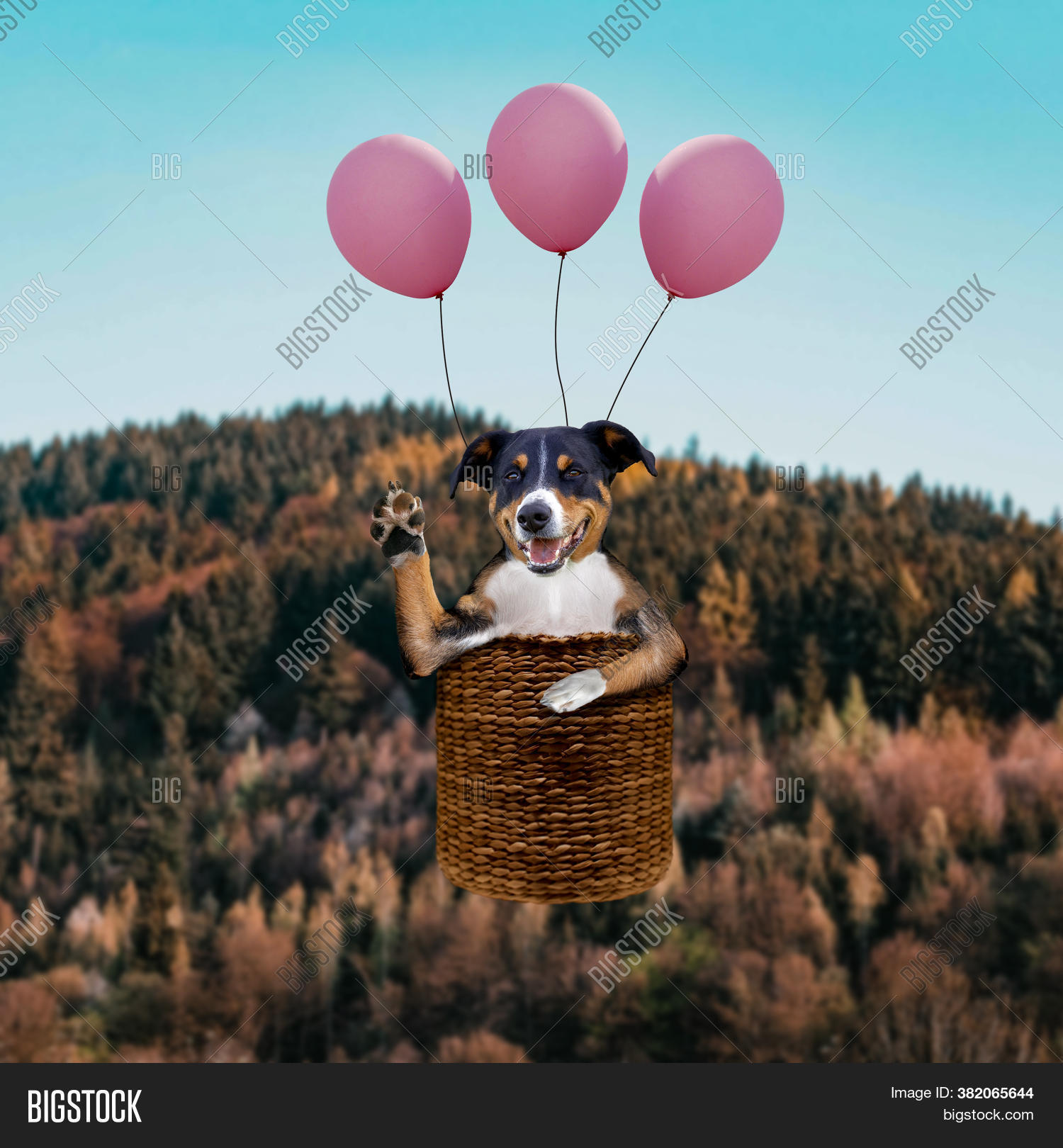 Flying Dog On Air Image & Photo (Free Trial) | Bigstock