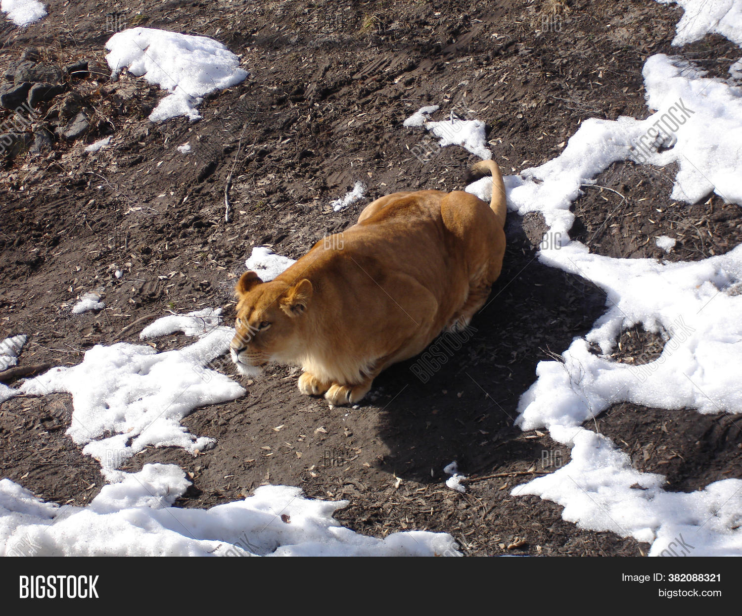 Old Lioness On Winter Image & Photo (Free Trial) | Bigstock