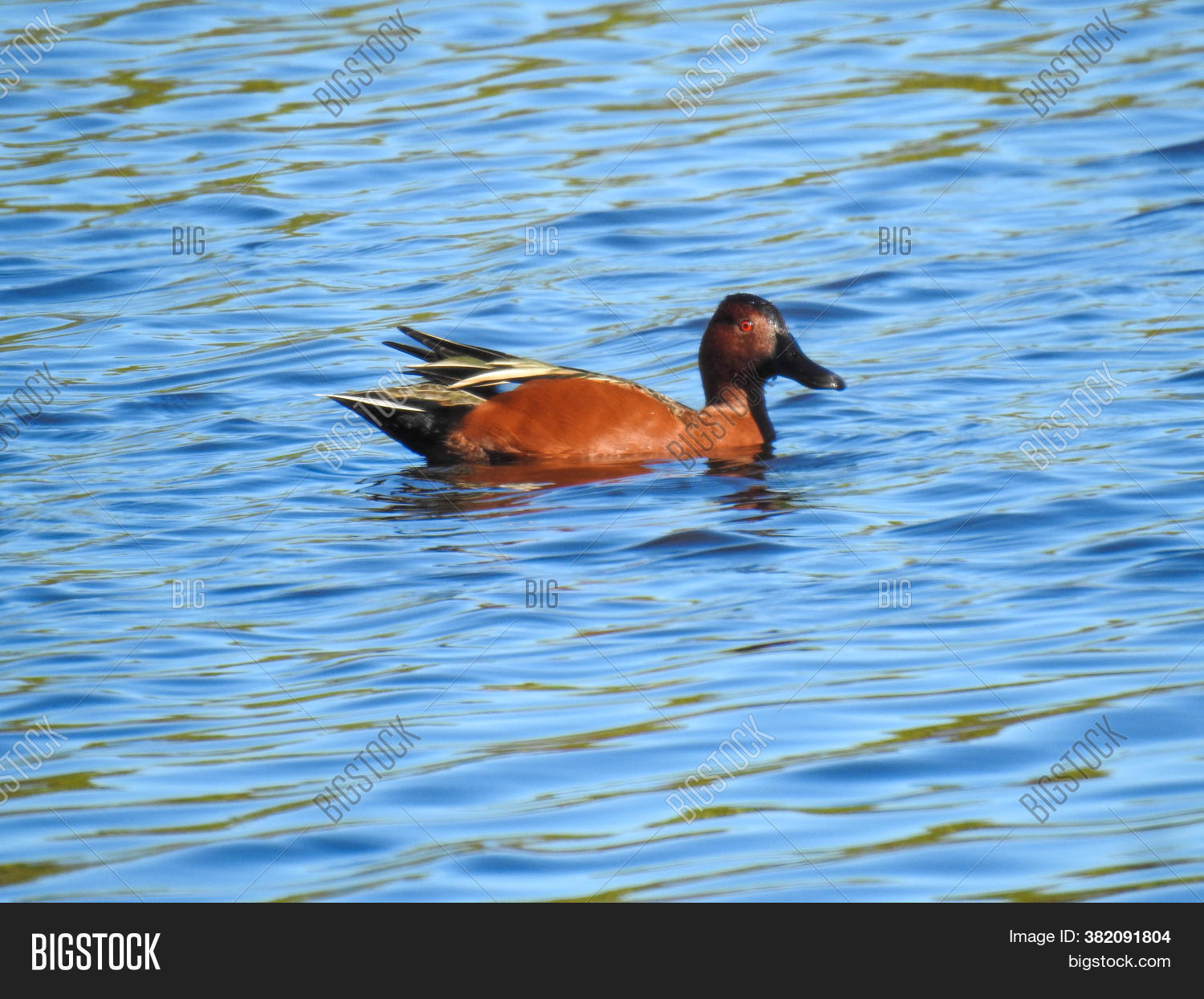 Cinnamon Teal Merritt Image & Photo (Free Trial) | Bigstock