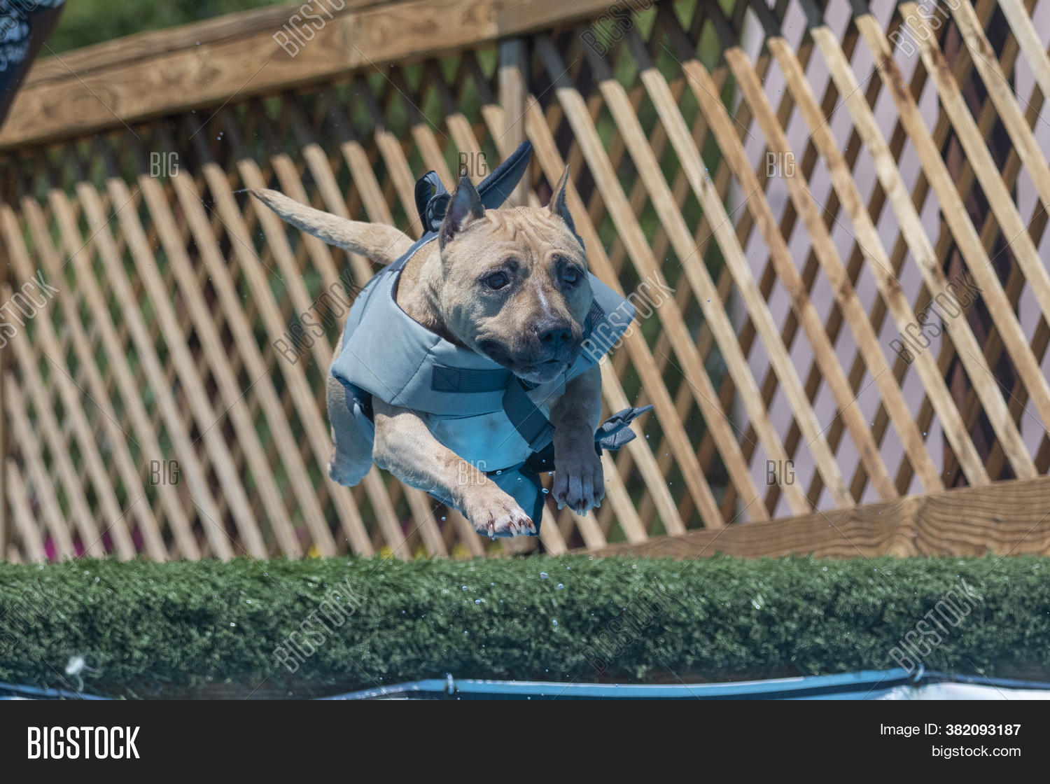 Tan Dog Jumping Off Image & Photo (Free Trial) | Bigstock
